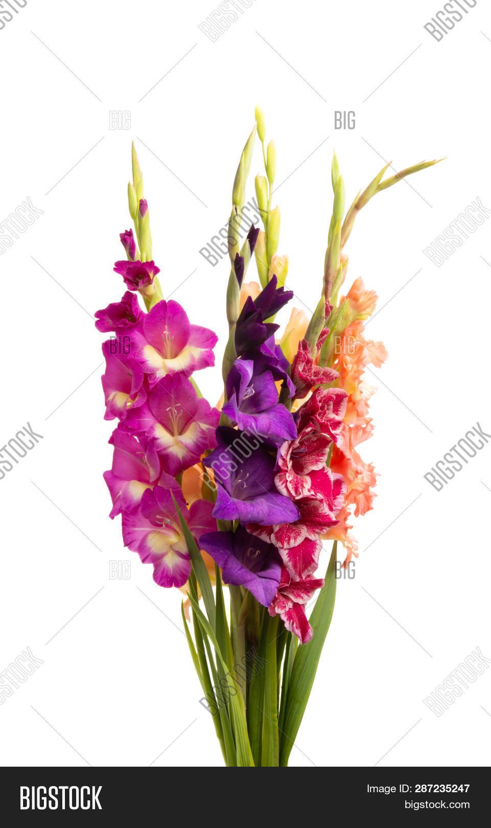 Bouquet Gladiolus Image & Photo (Free Trial) | Bigstock