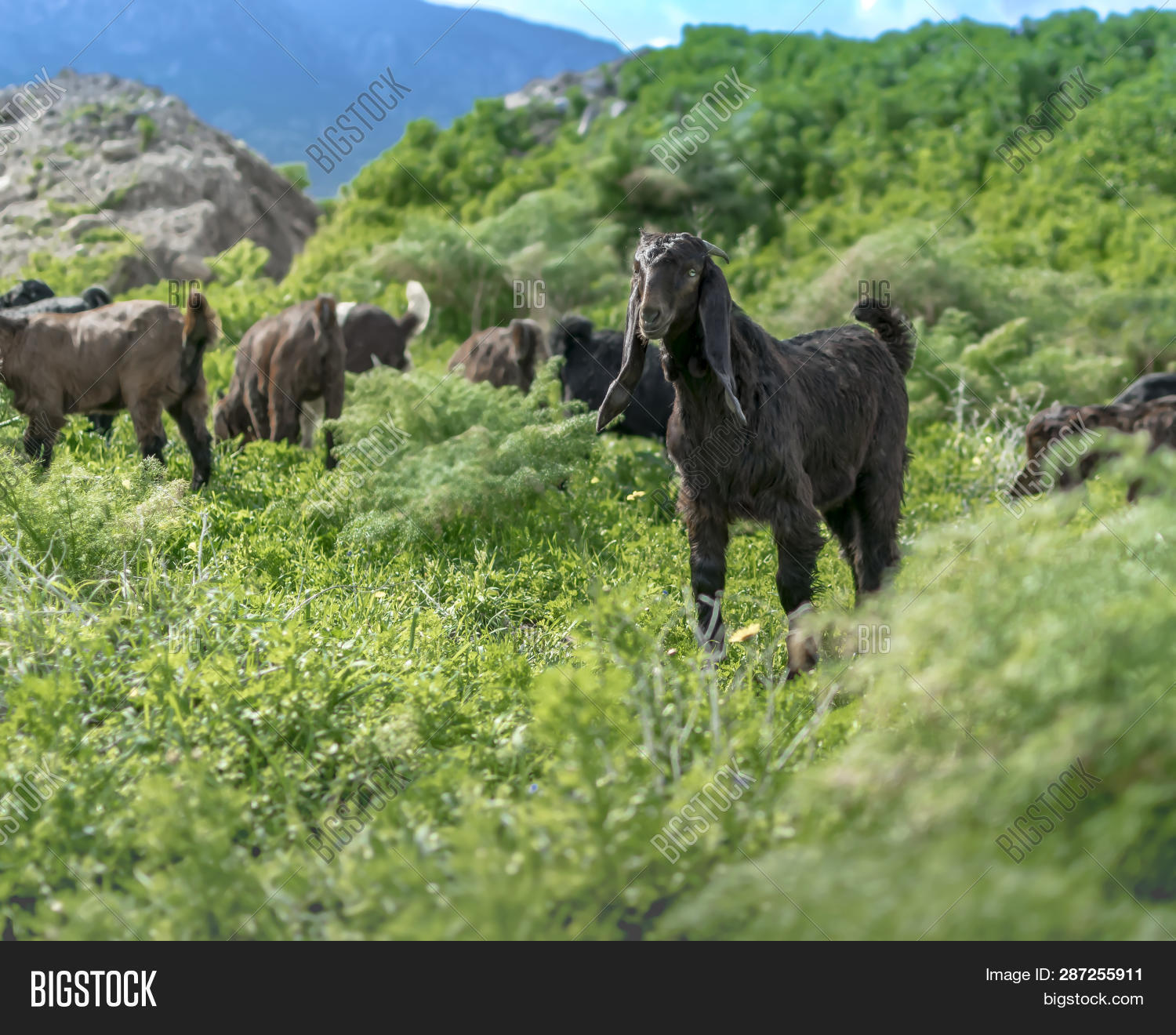 Flock Young Goats Image & Photo (Free Trial) | Bigstock