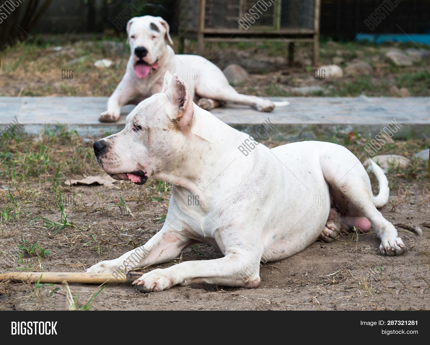 Dog Breeds, Hybrid Dogs, Beautiful Dogs, 41% OFF