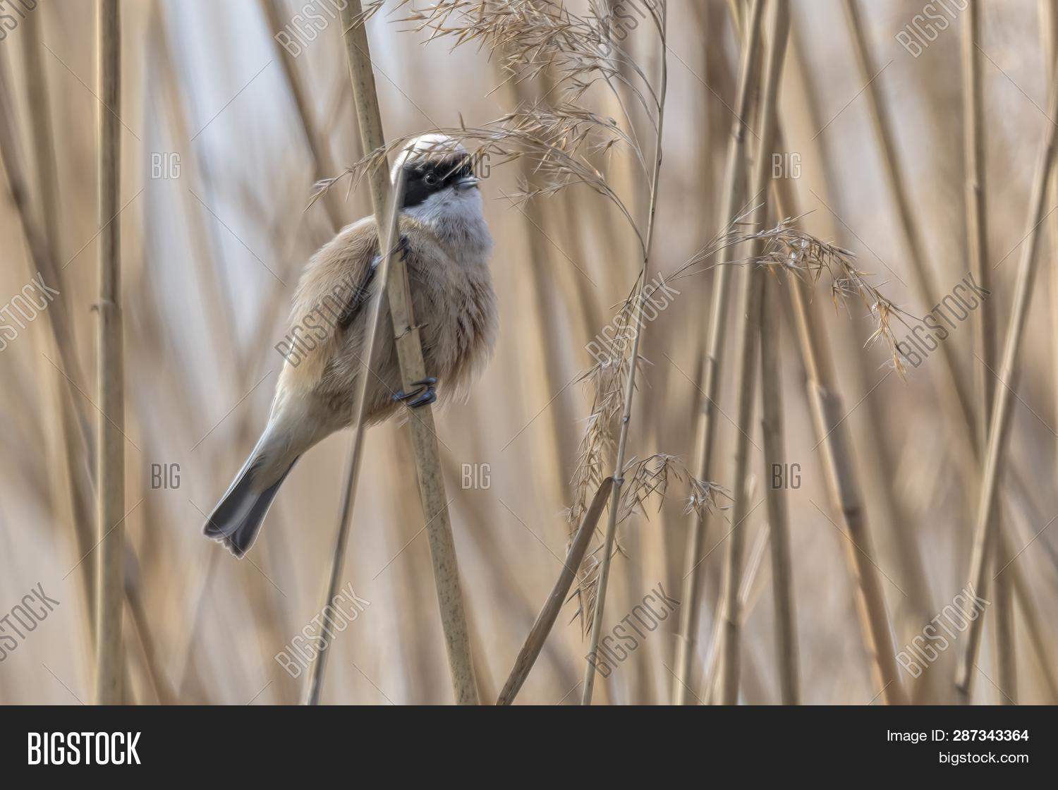 Remiz Pendulinus Image & Photo (Free Trial) | Bigstock
