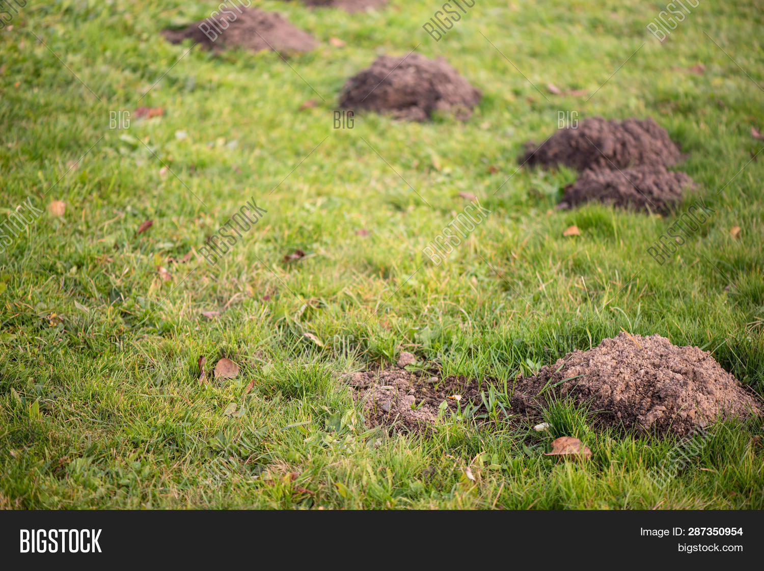 Molehills Yard, Lawn Image & Photo (Free Trial) | Bigstock