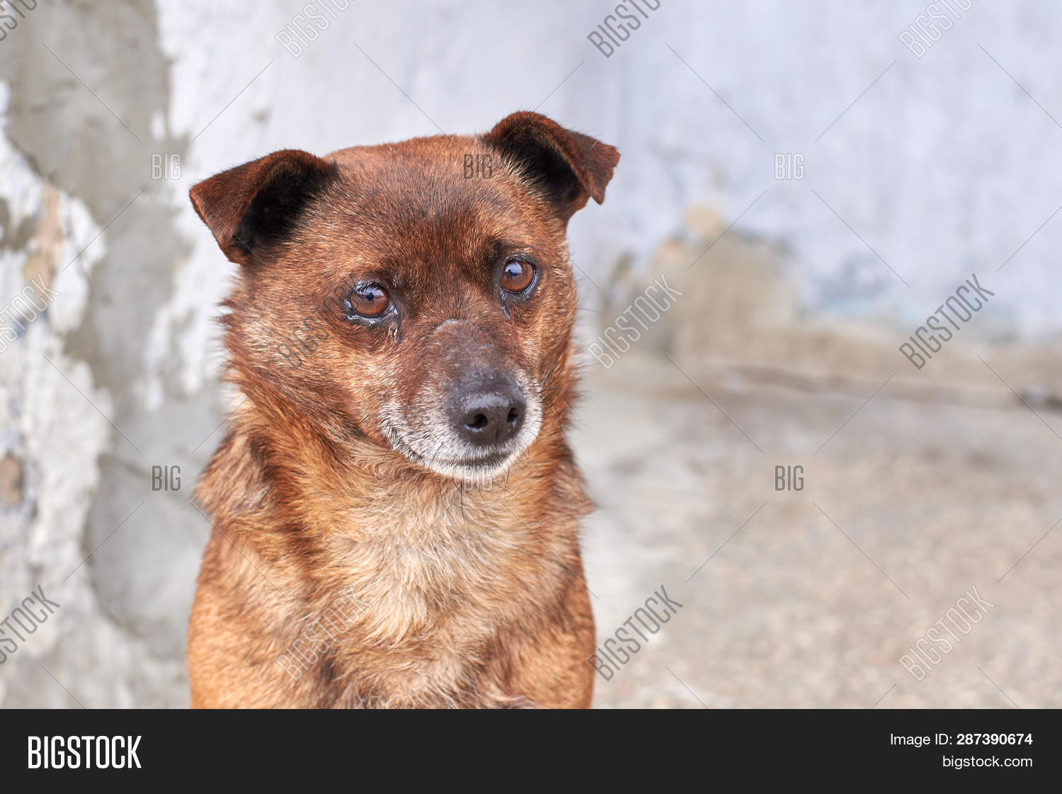 Unhappy Stray Dog Sad Image & Photo (Free Trial) | Bigstock
