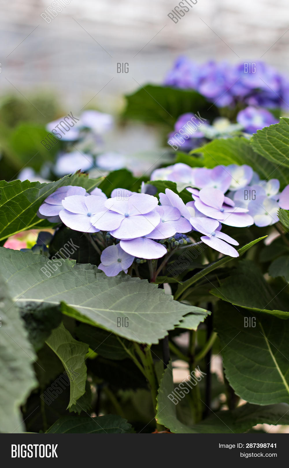 Purple Hydrangea Image & Photo (Free Trial) | Bigstock