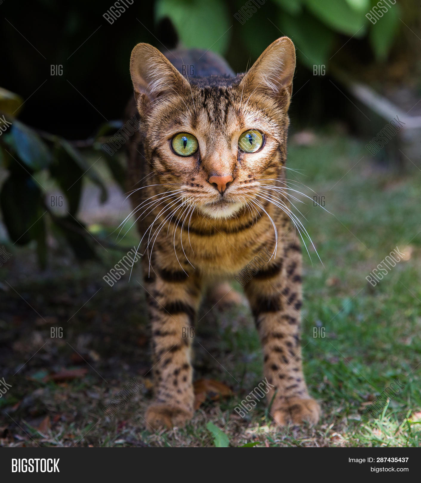 Beautiful, Stripy Image & Photo (Free Trial) | Bigstock