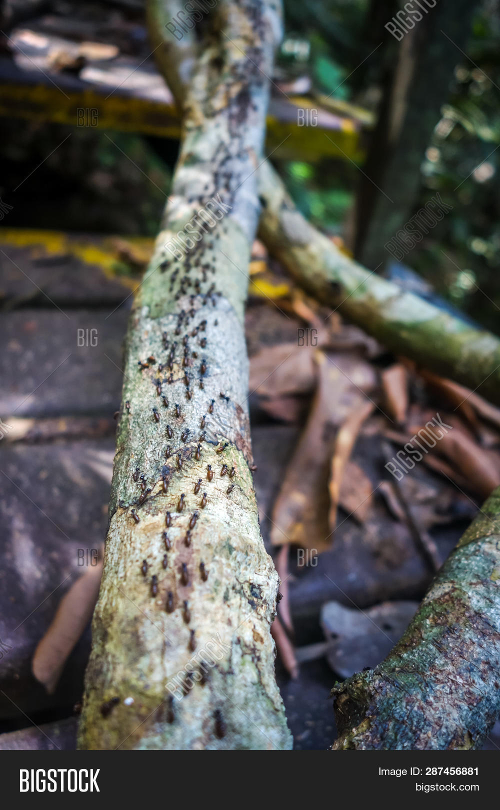 Termites Colony Taman Image & Photo (Free Trial) | Bigstock
