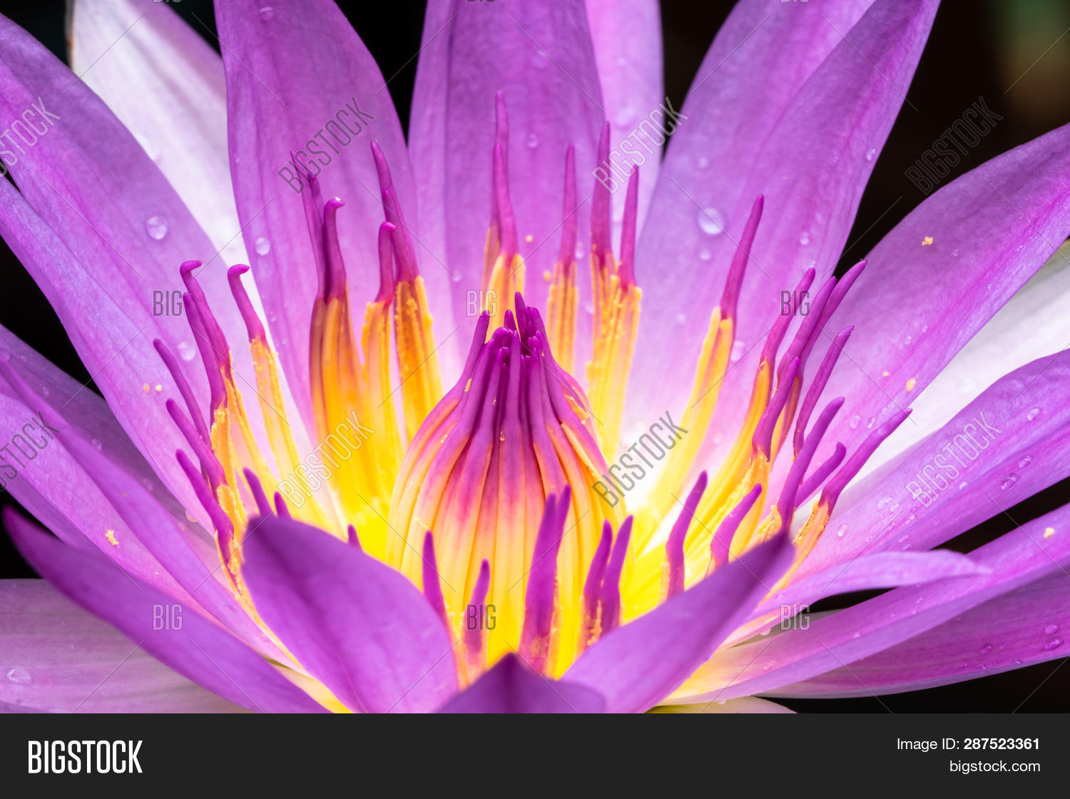 Lotus Macro Image & Photo (Free Trial) | Bigstock