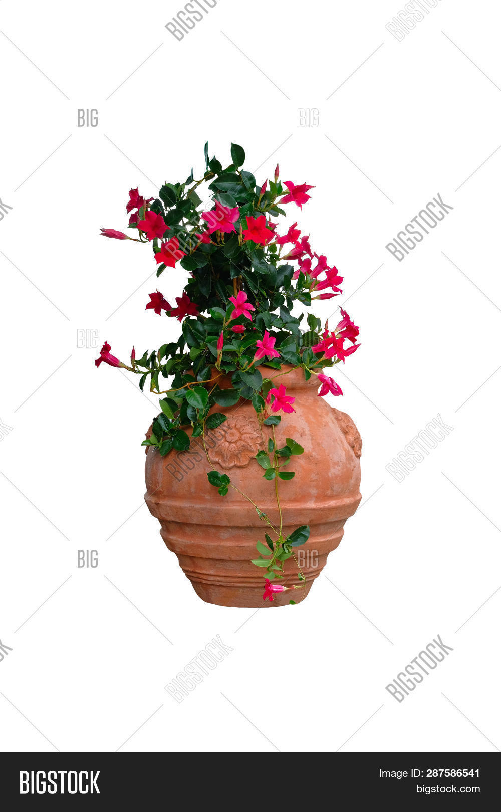 Pot Bush Blooming Image & Photo (Free Trial) | Bigstock