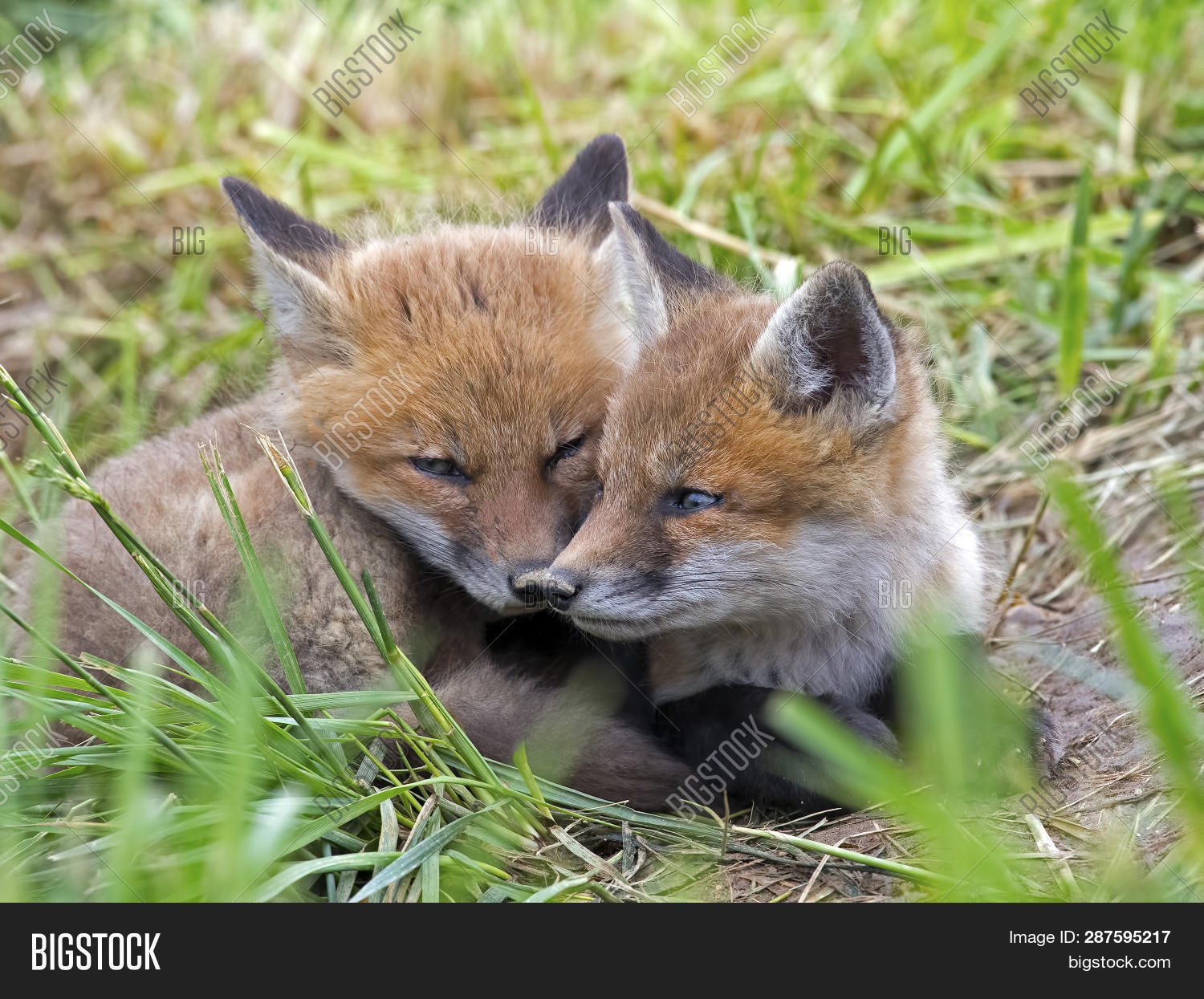 Pair Red Fox Kits Image & Photo (Free Trial) | Bigstock