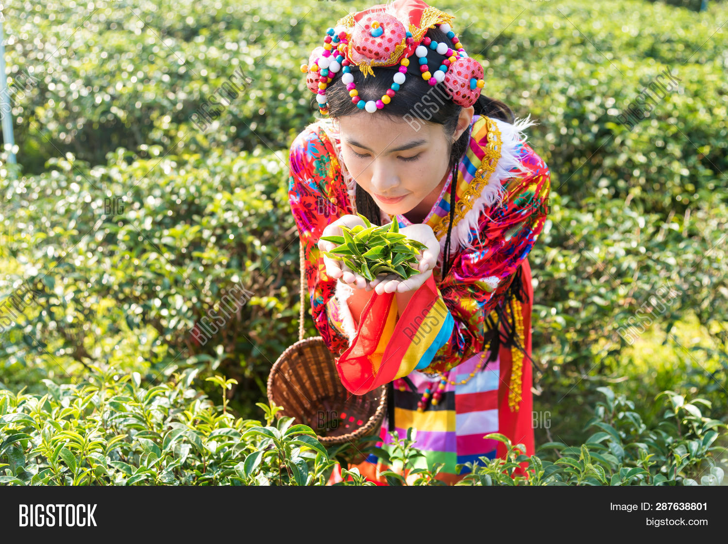 Farmer Picking Tea Image & Photo (Free Trial) | Bigstock