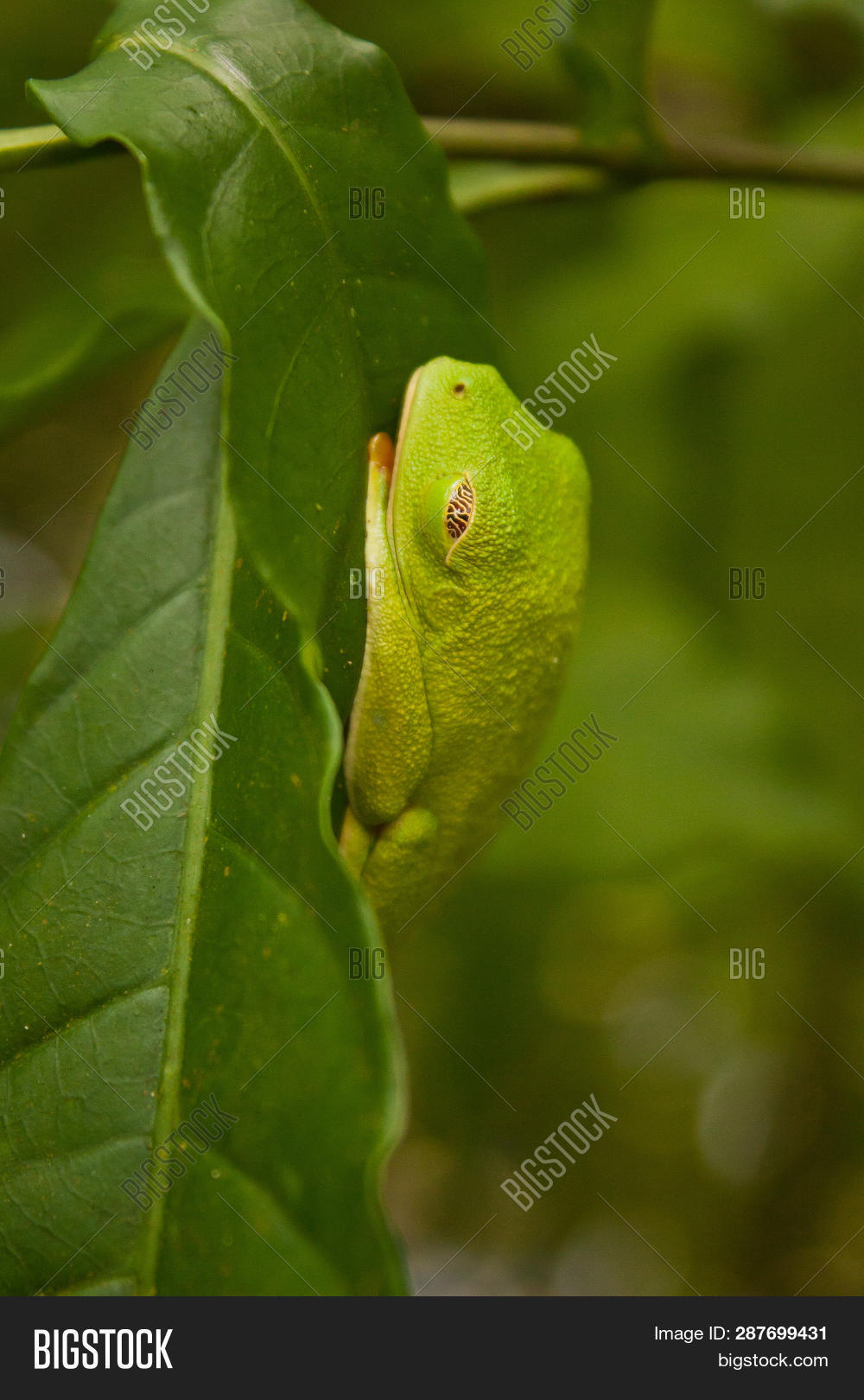 Tropical Tree Frog Image & Photo (Free Trial) | Bigstock