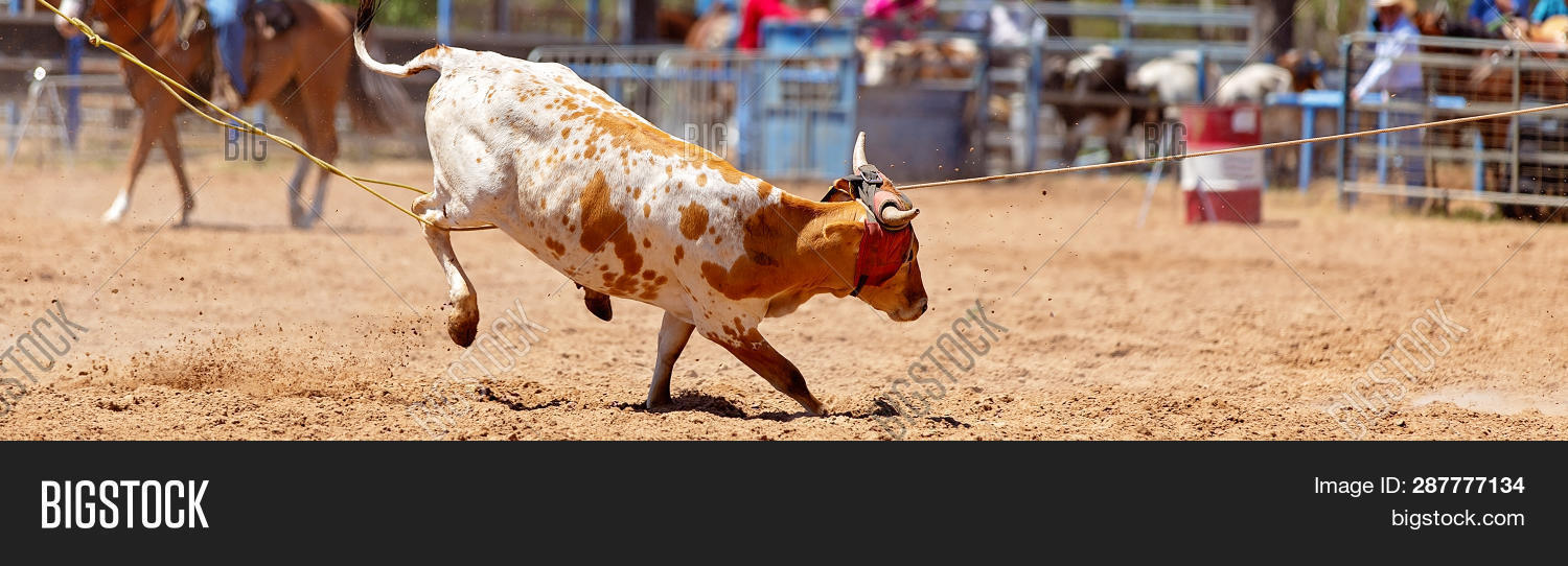 Calf Being Lassoed Image & Photo (Free Trial) | Bigstock