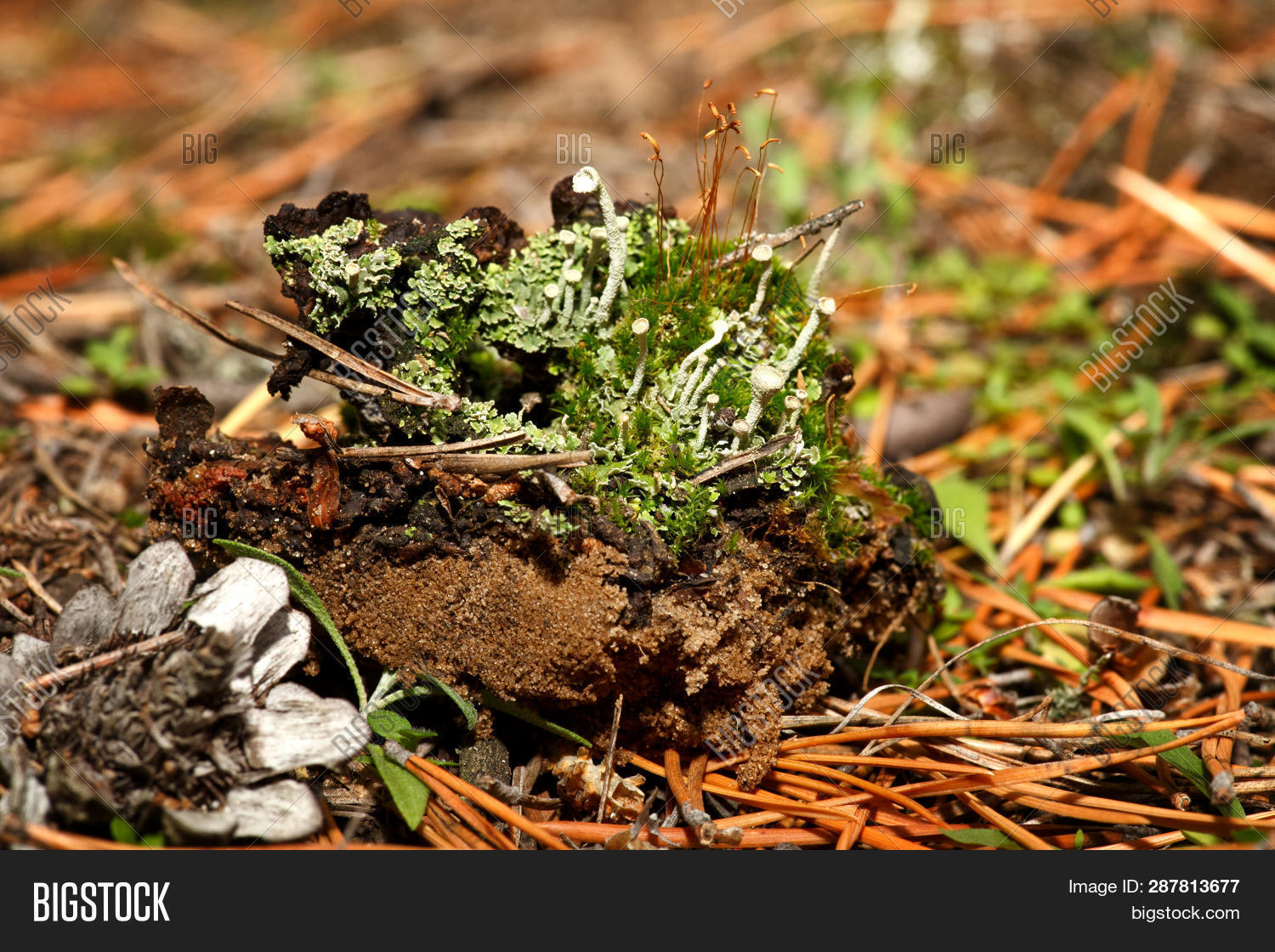 Beautiful Green Moss Image & Photo (Free Trial) | Bigstock