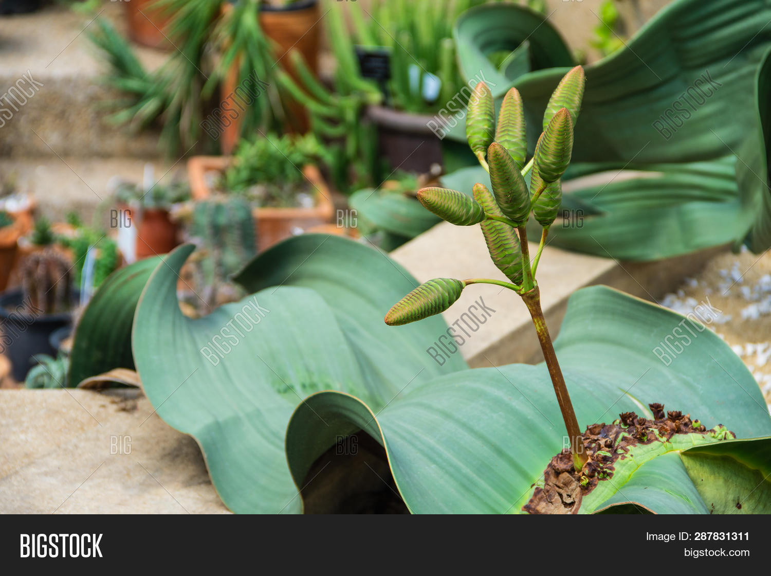 Welwitschia Mirabilis Image & Photo (Free Trial) | Bigstock