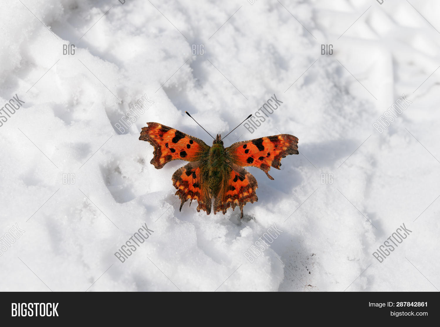 Beautiful Bright Image & Photo (Free Trial) | Bigstock