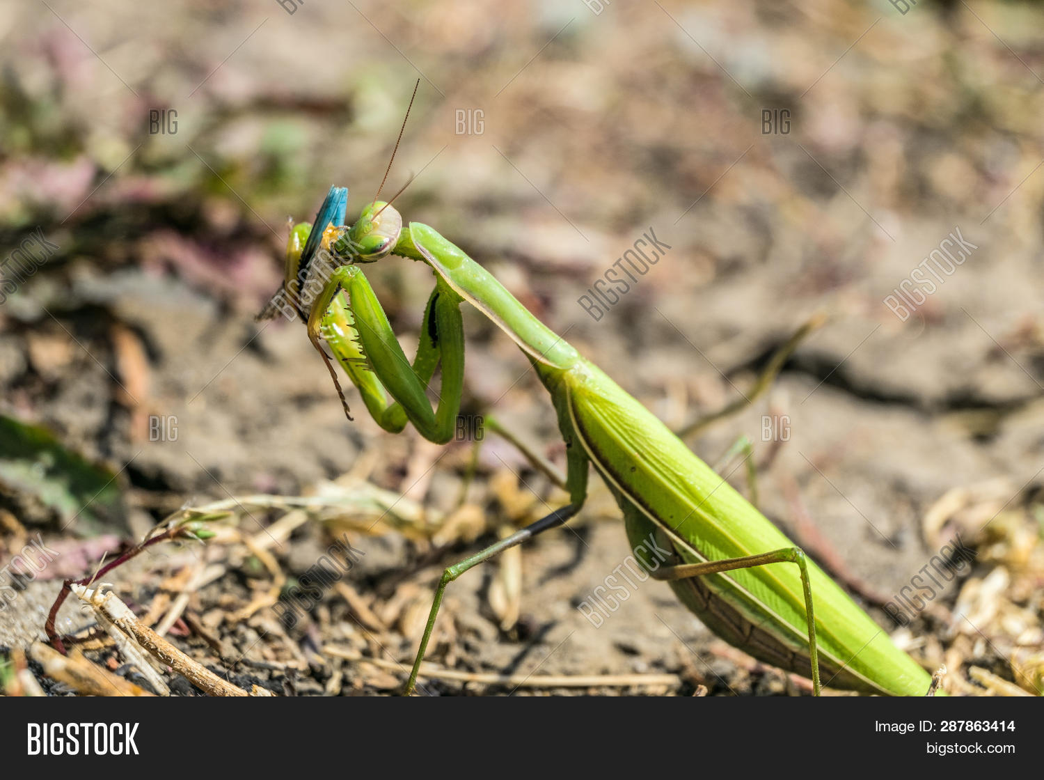 Green Common Mantis ( Image & Photo (Free Trial) | Bigstock