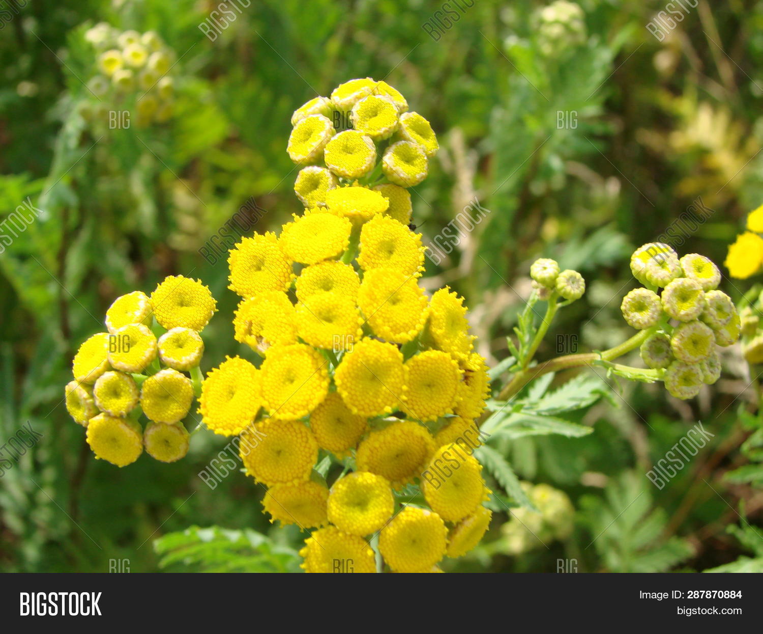 Tanacetum Vulgare Image & Photo (Free Trial) | Bigstock