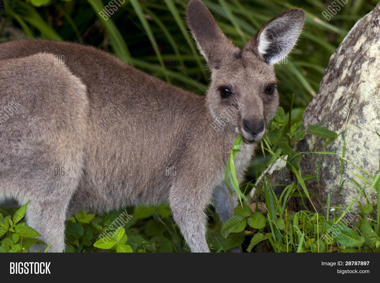 Imagen y foto Canguro Comiendo (prueba gratis) | Bigstock