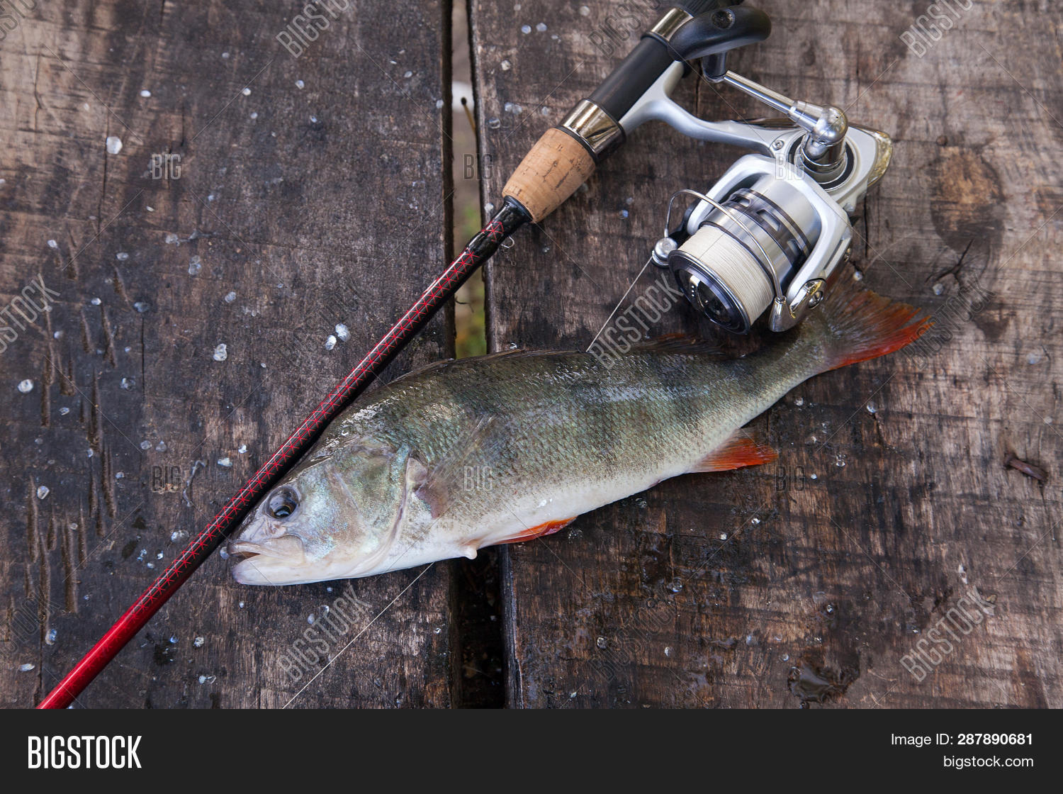 Trophy Fishing. Big Image & Photo (Free Trial) | Bigstock