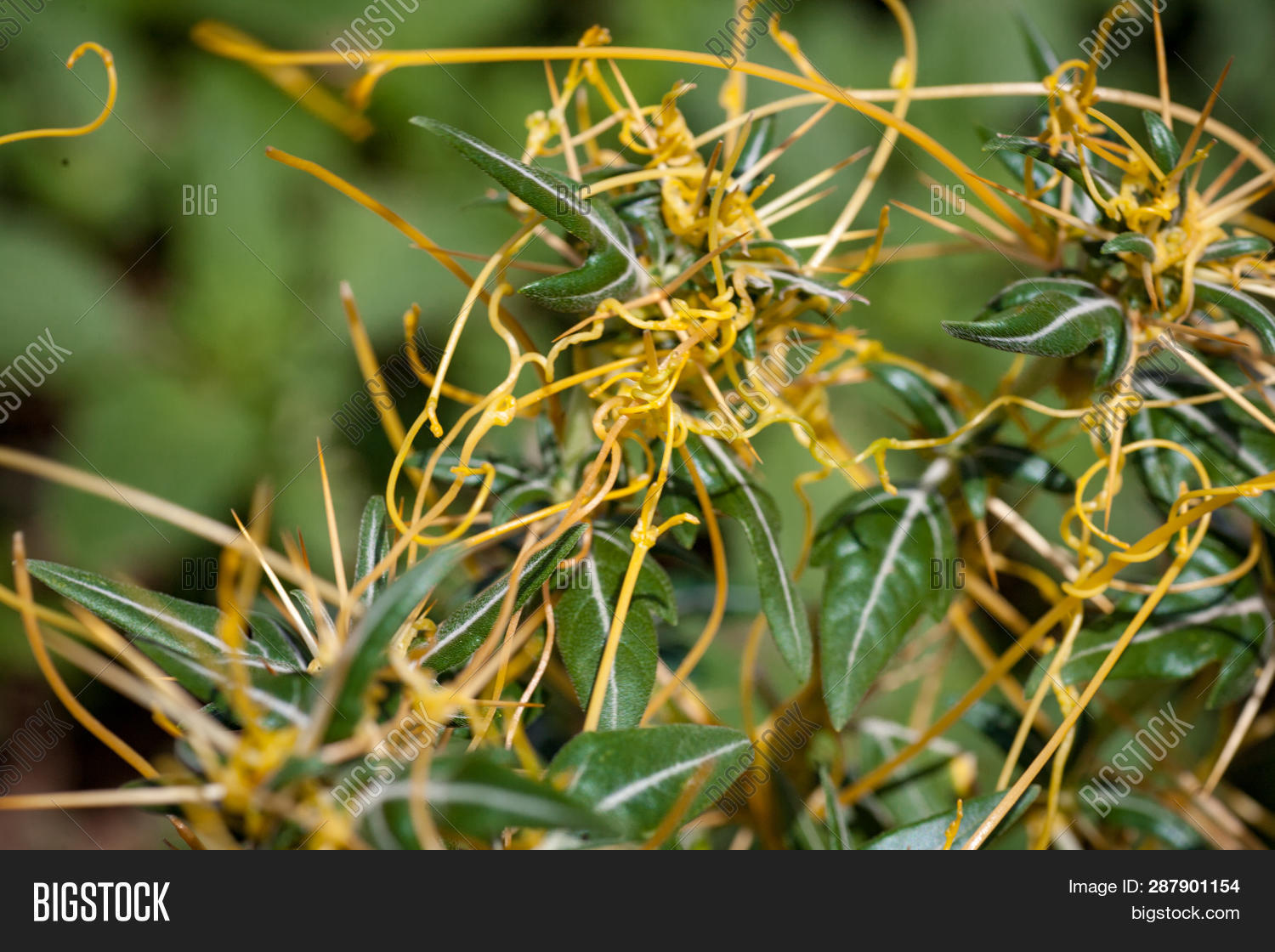 Dodder Genus Cuscuta Image & Photo (Free Trial) | Bigstock