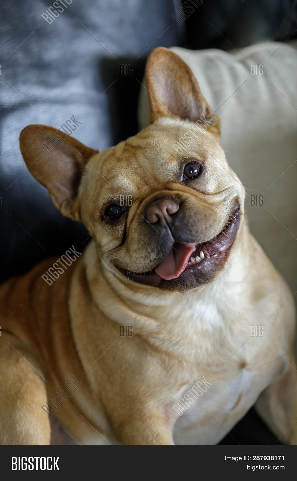 Playful Frenchie Image & Photo (Free Trial) | Bigstock