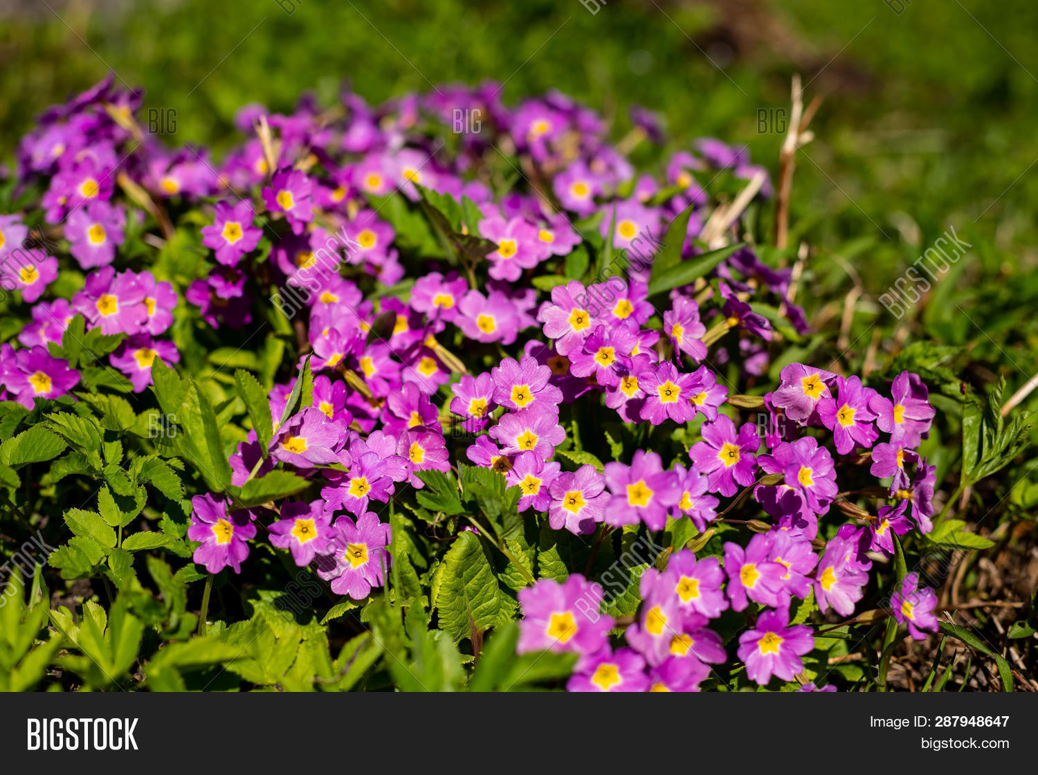 Perennial Primrose Image & Photo (Free Trial) | Bigstock