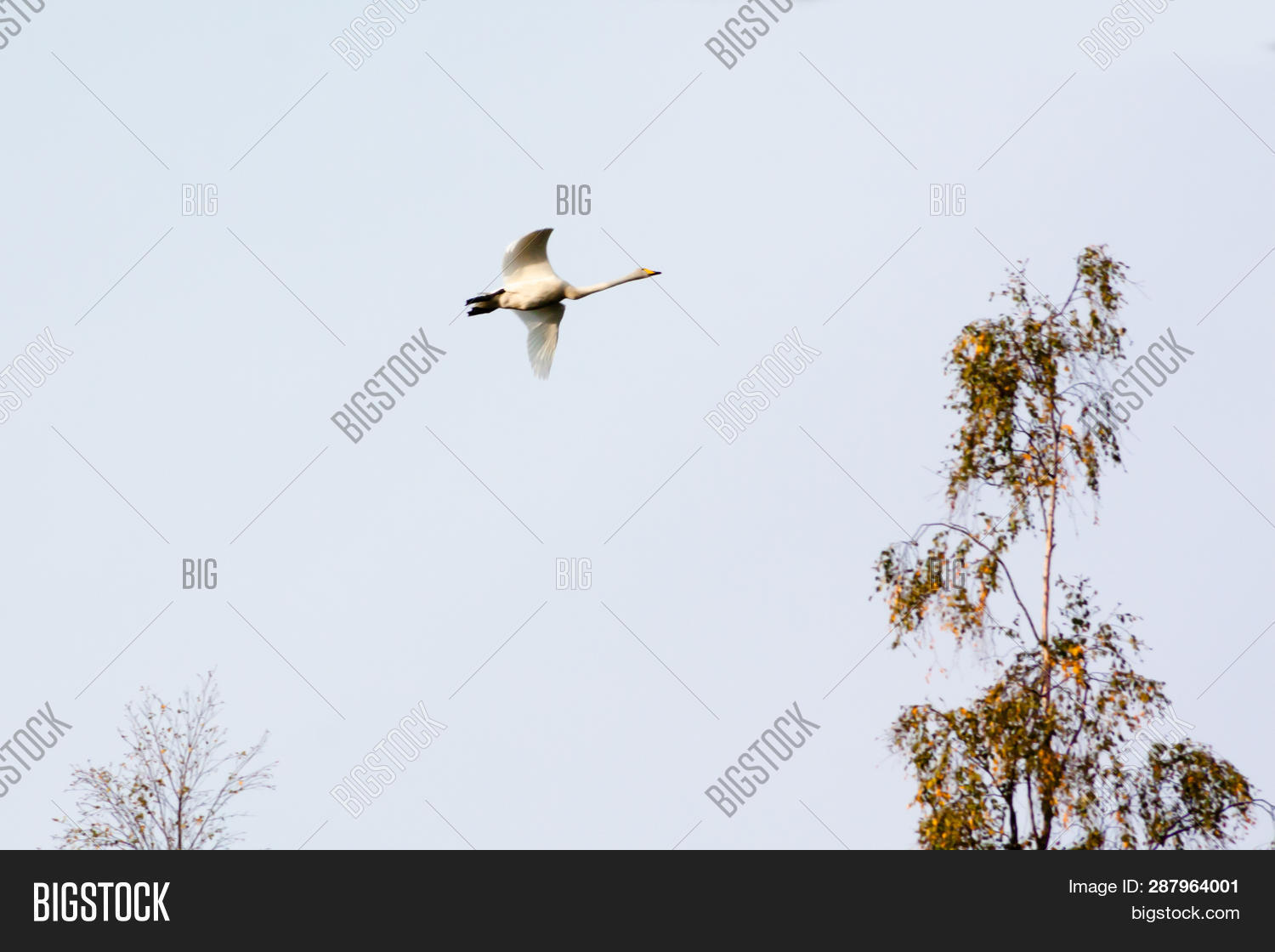White Swan Flying Blue Image & Photo (Free Trial) | Bigstock