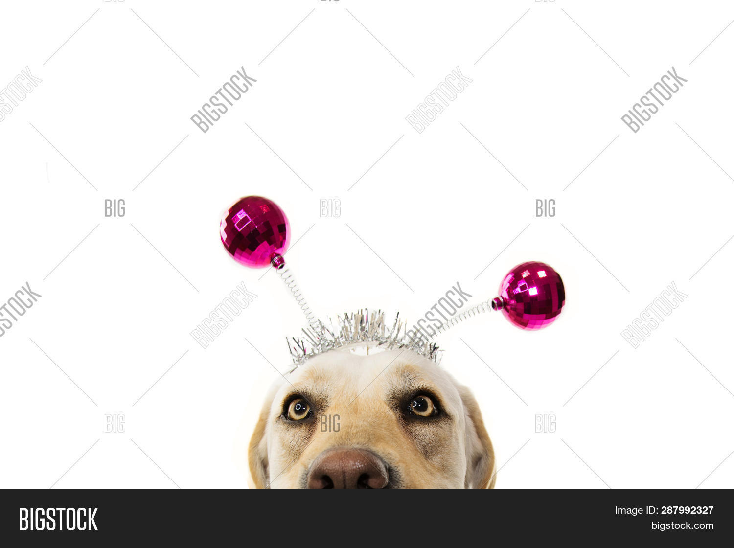 Close- Funny Dog Party Image & Photo (Free Trial) | Bigstock