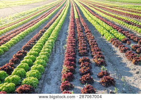 Monocropping Images, Illustrations & Vectors (Free) - Bigstock