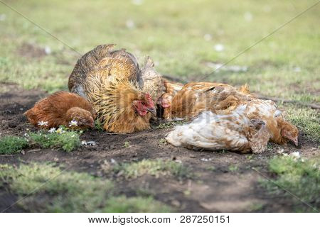 Red Chicken (mother) Image & Photo (Free Trial) | Bigstock