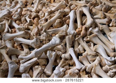 Pile Bones. Social Image & Photo (Free Trial) | Bigstock
