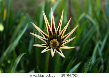 Fresh Flower Ghani Image & Photo (Free Trial) | Bigstock