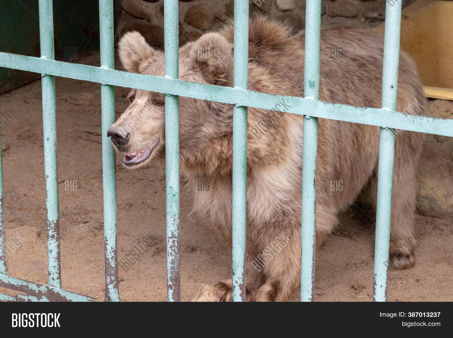 Hungry, Weak Sick Bear Image & Photo (Free Trial) | Bigstock
