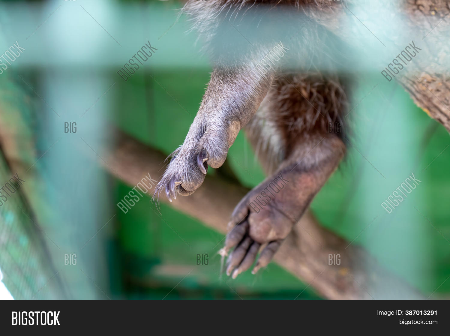 Paws Animal Locked Image & Photo (Free Trial) | Bigstock