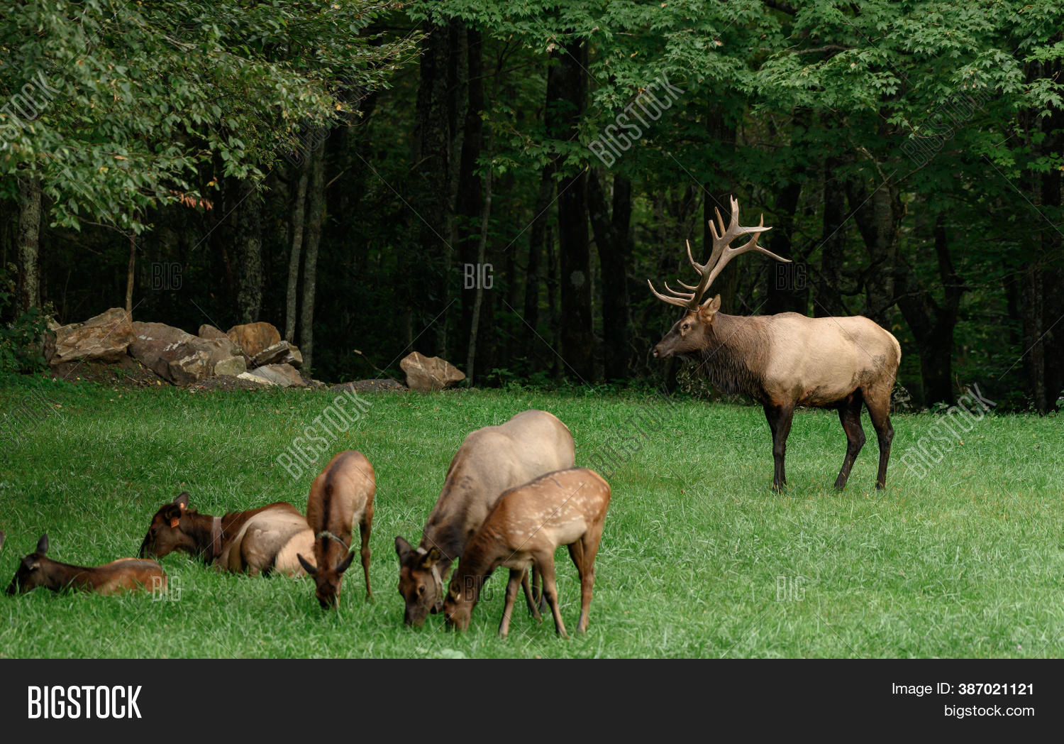 Bull Elk Looks Over Image & Photo (Free Trial) | Bigstock