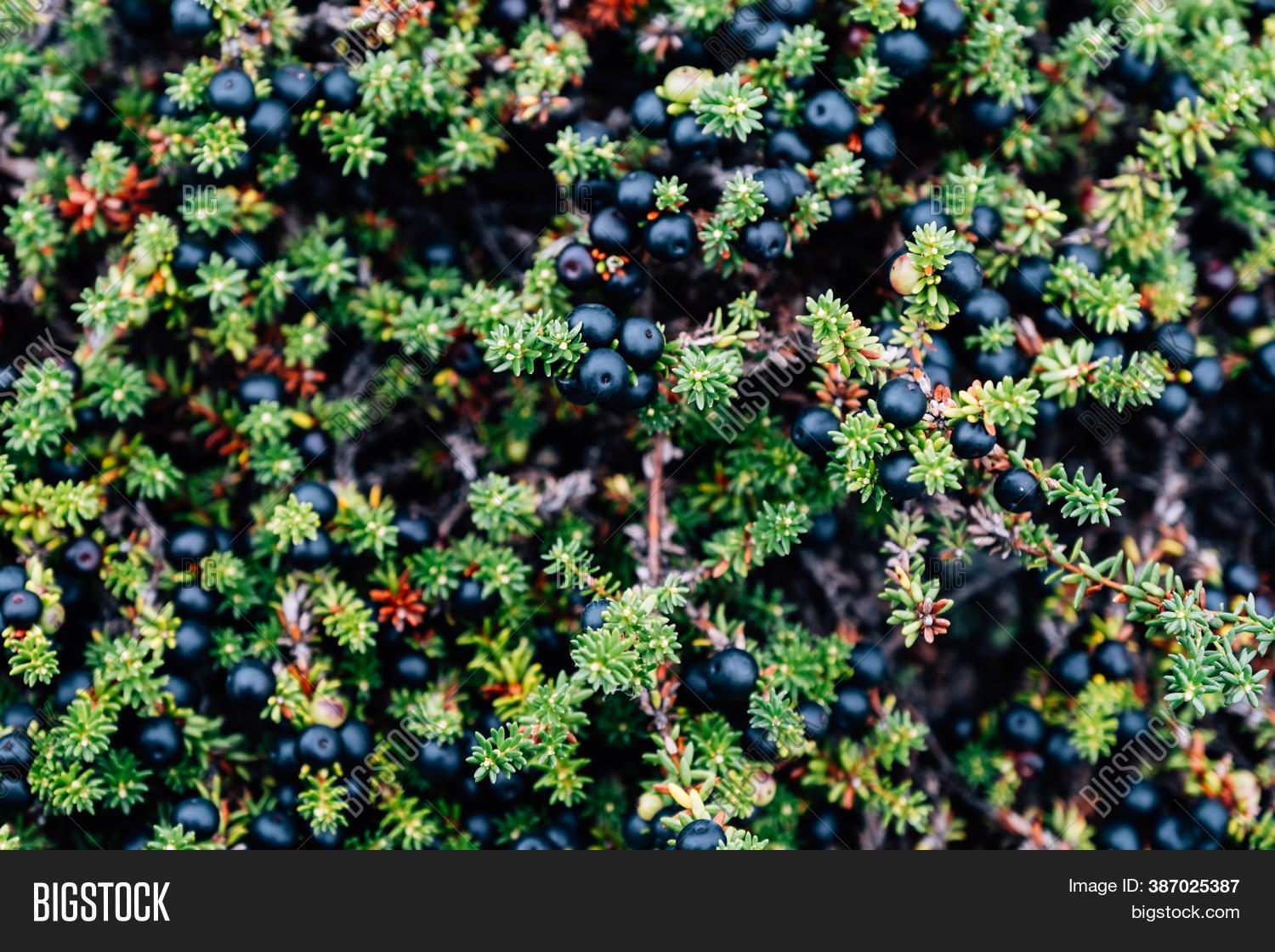 Crowberry Known Image & Photo (Free Trial) | Bigstock