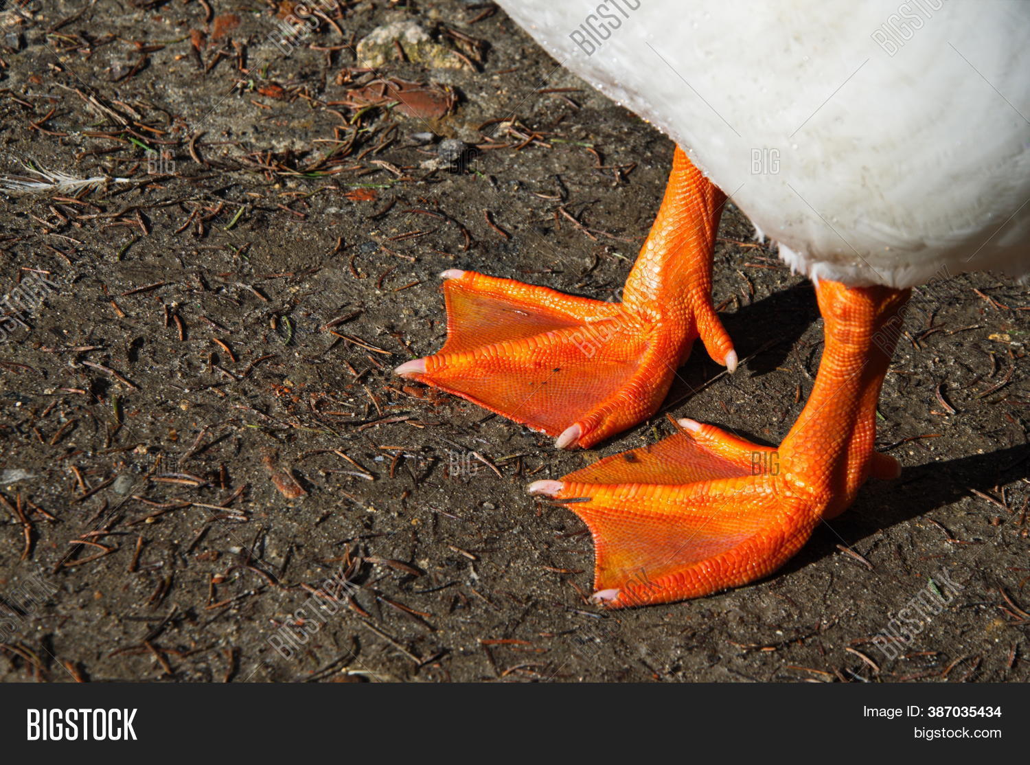 Waterfowl Goose Paws Image & Photo (Free Trial) | Bigstock