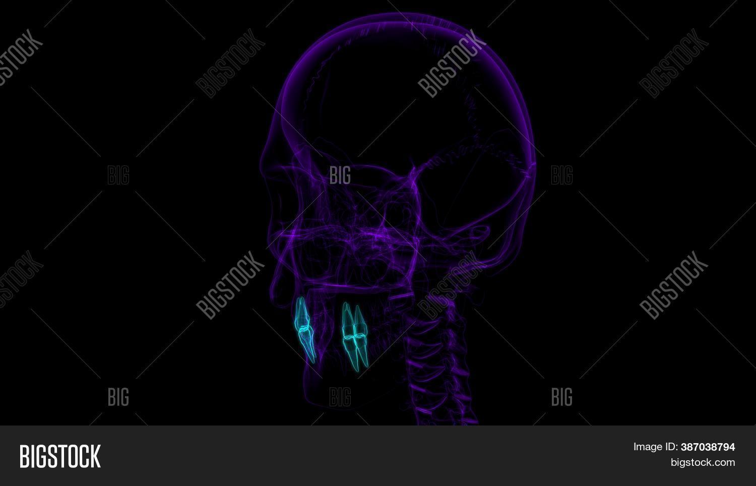 Human Teeth Premolars Image & Photo (Free Trial) | Bigstock