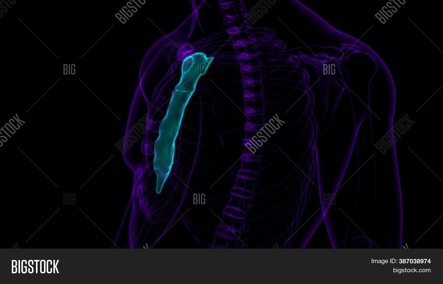 Human Skeleton Sternum Image & Photo (Free Trial) | Bigstock