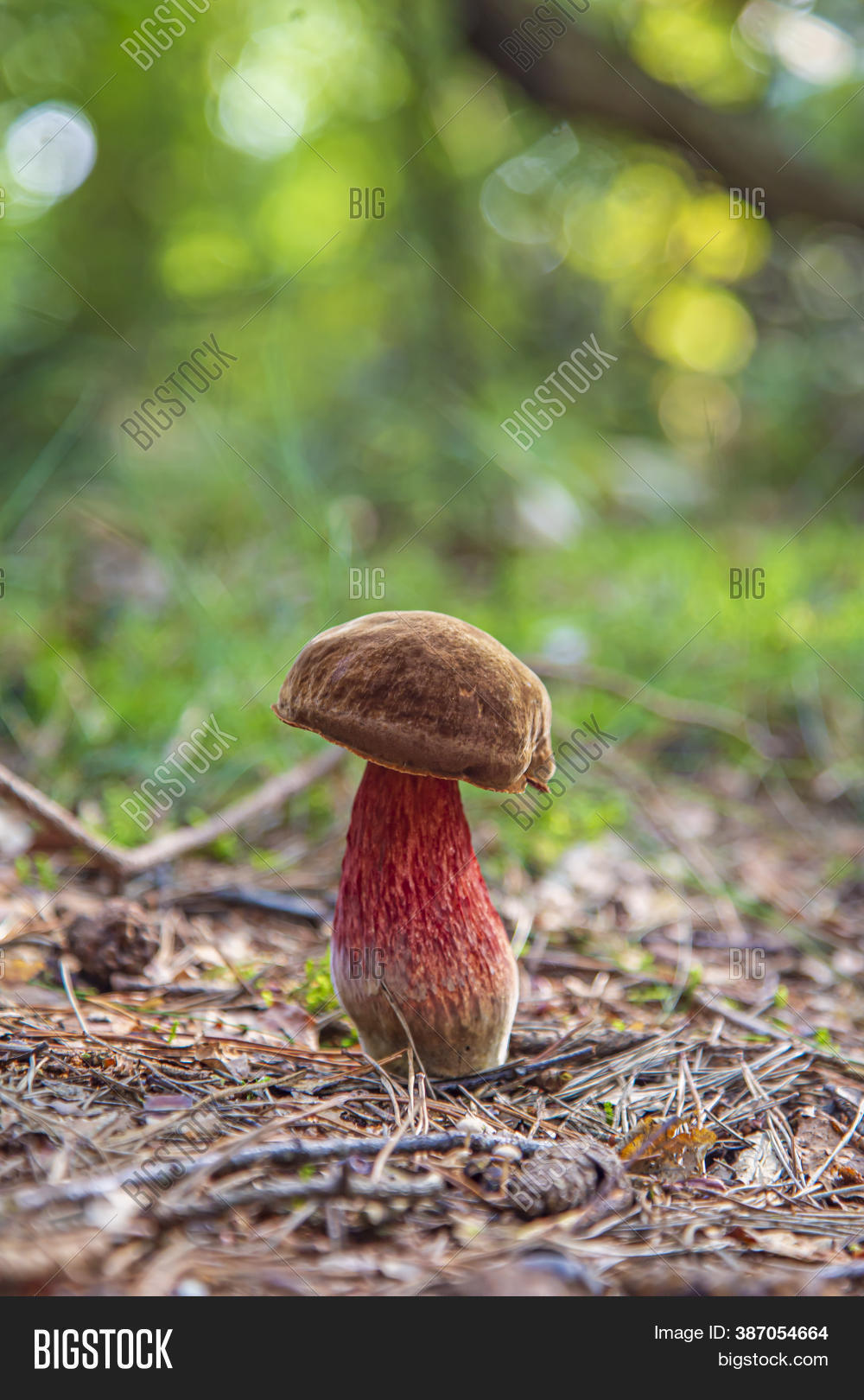 Portrait Funghi Dotted Image & Photo (Free Trial) | Bigstock