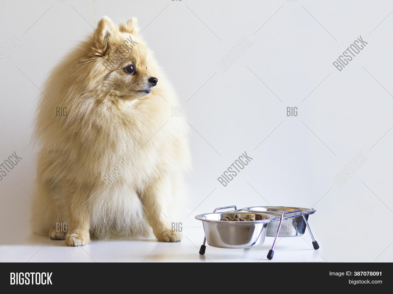 White German Spitz Image & Photo (Free Trial) | Bigstock