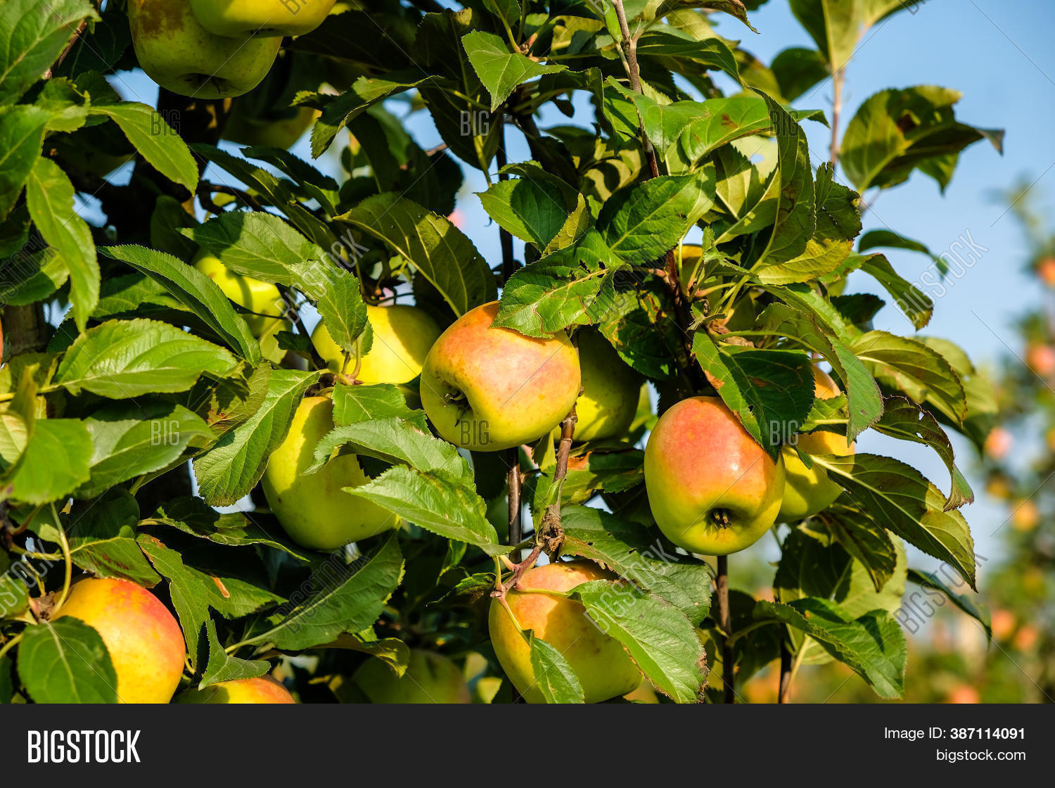 Beautiful Apple Trees Image & Photo (Free Trial) | Bigstock