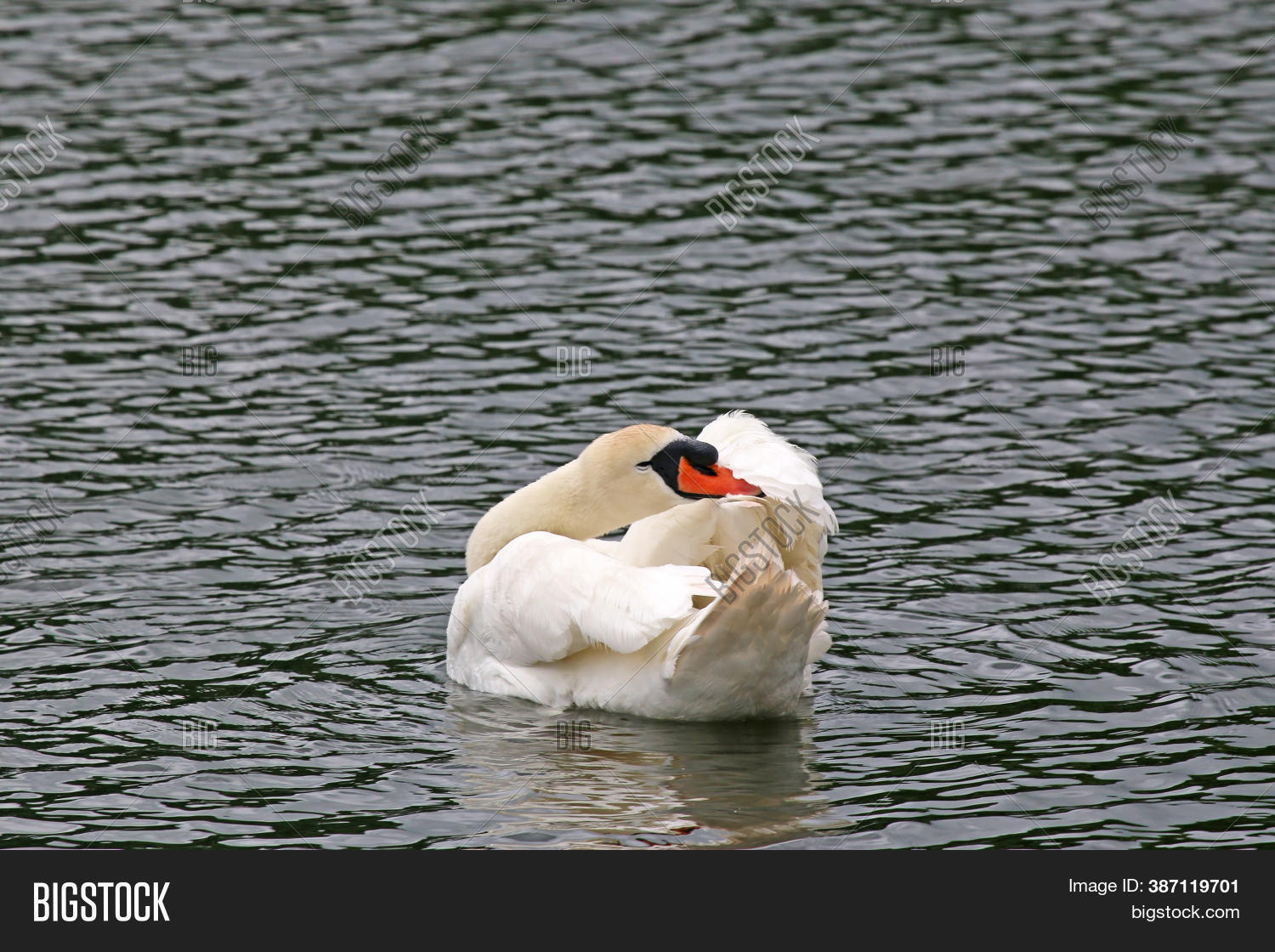 Swan Preening Feathers Image & Photo (Free Trial) | Bigstock