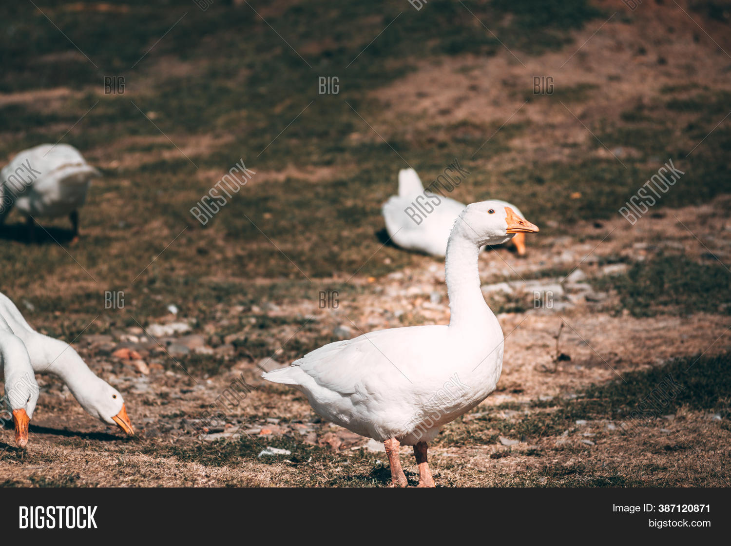 Beautiful White Geese Image & Photo (Free Trial) | Bigstock