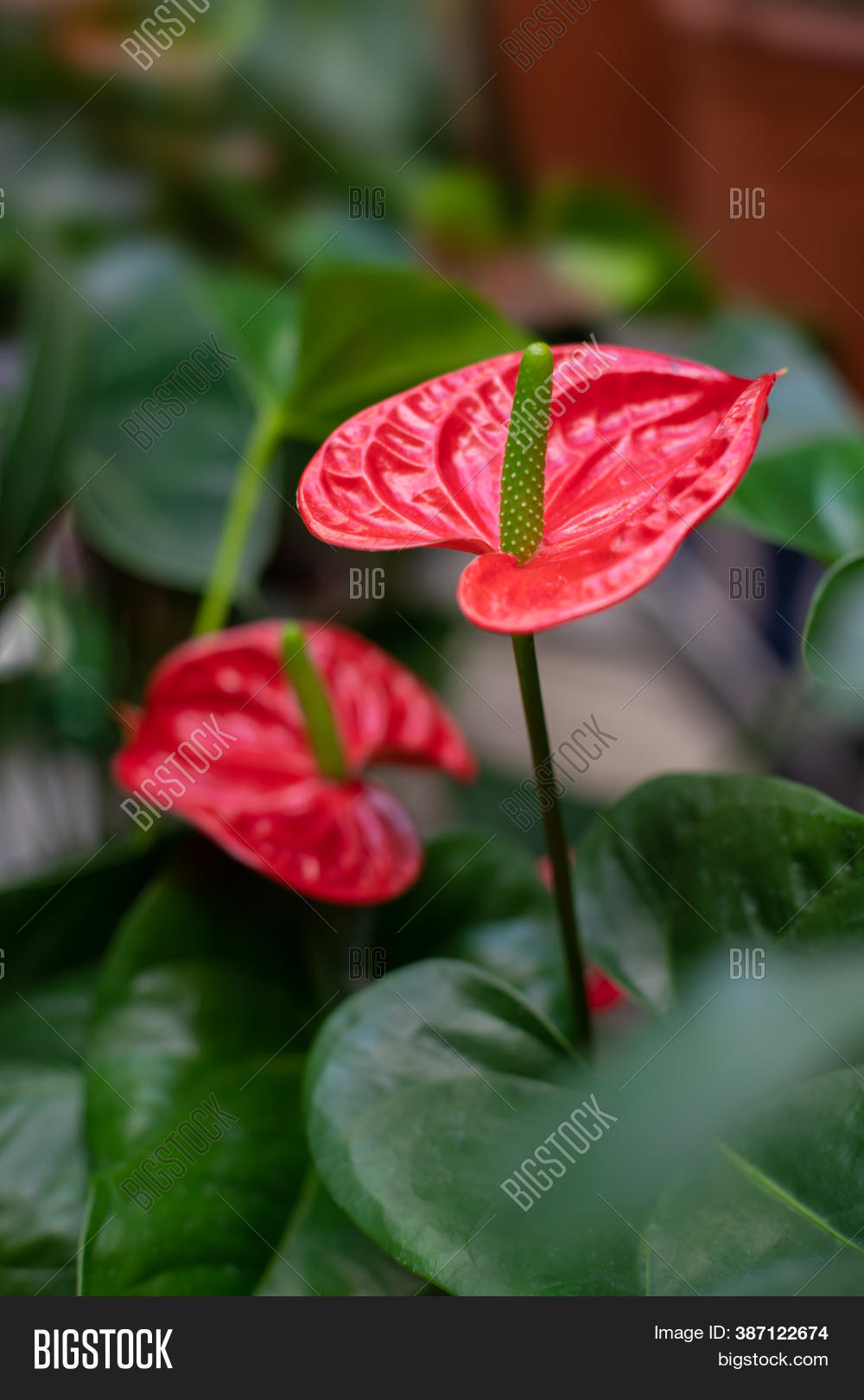 Anthurium Flamingo Image & Photo (Free Trial) | Bigstock