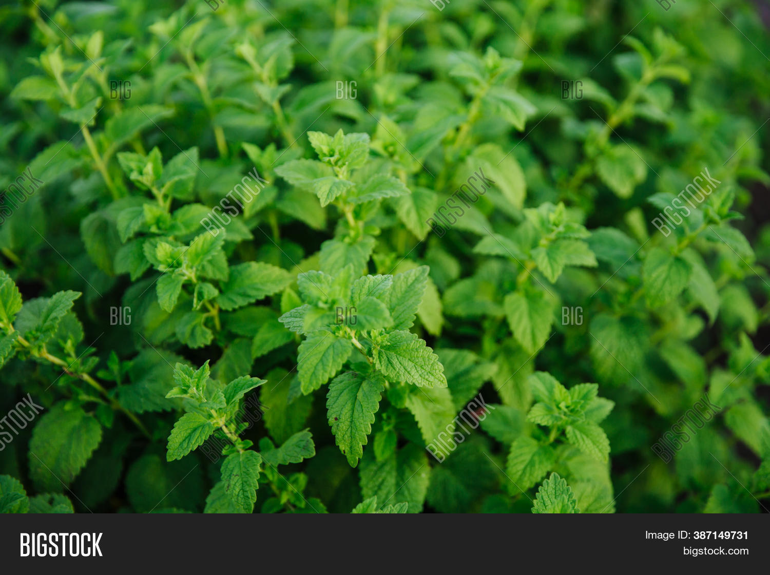 Fresh Green Mint Image & Photo (Free Trial) | Bigstock
