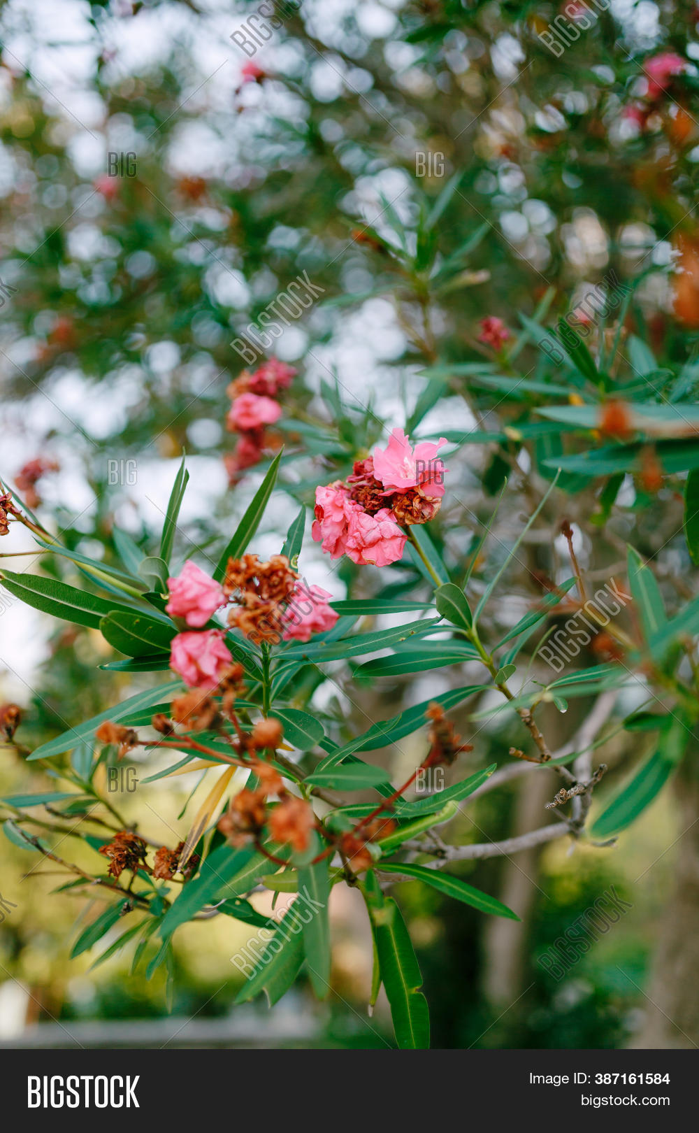 Oleander Branch Pink Image & Photo (Free Trial) | Bigstock