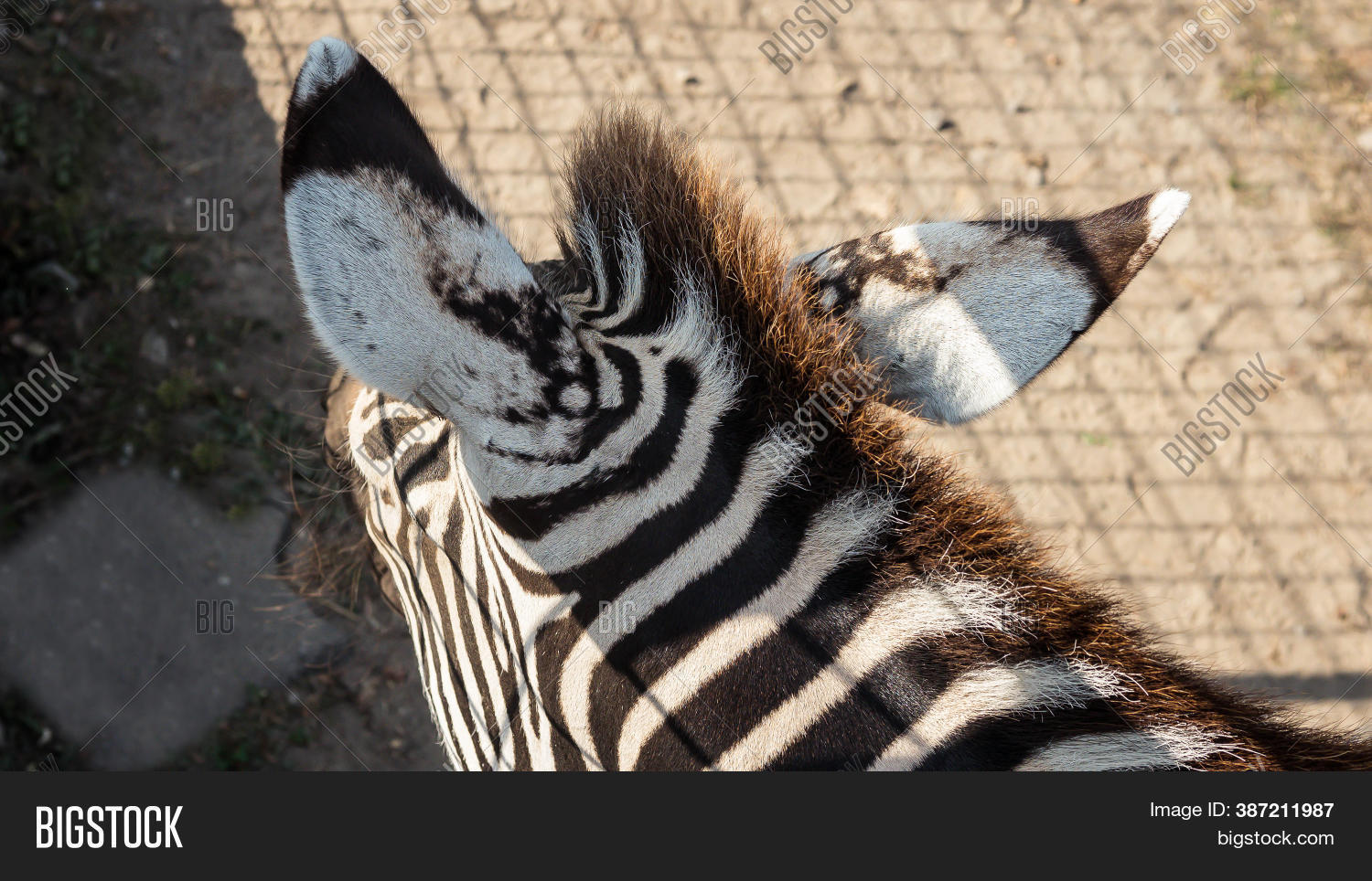 Zebra Head Close Rear Image & Photo (Free Trial) | Bigstock
