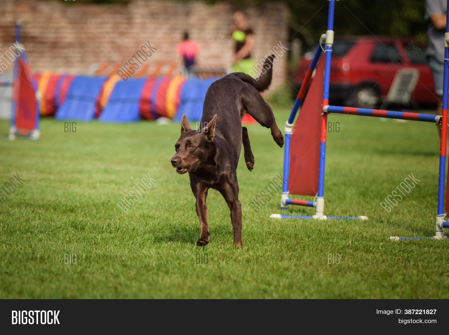 Kelpie Jumping Over Image & Photo (Free Trial) | Bigstock