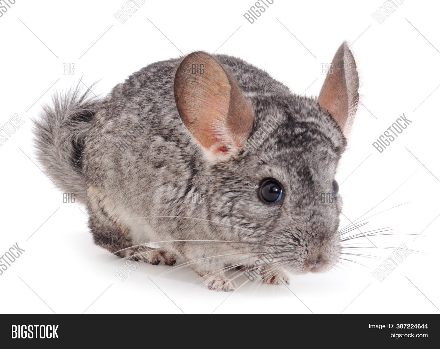 Little Gray Chinchilla Image & Photo (Free Trial) | Bigstock