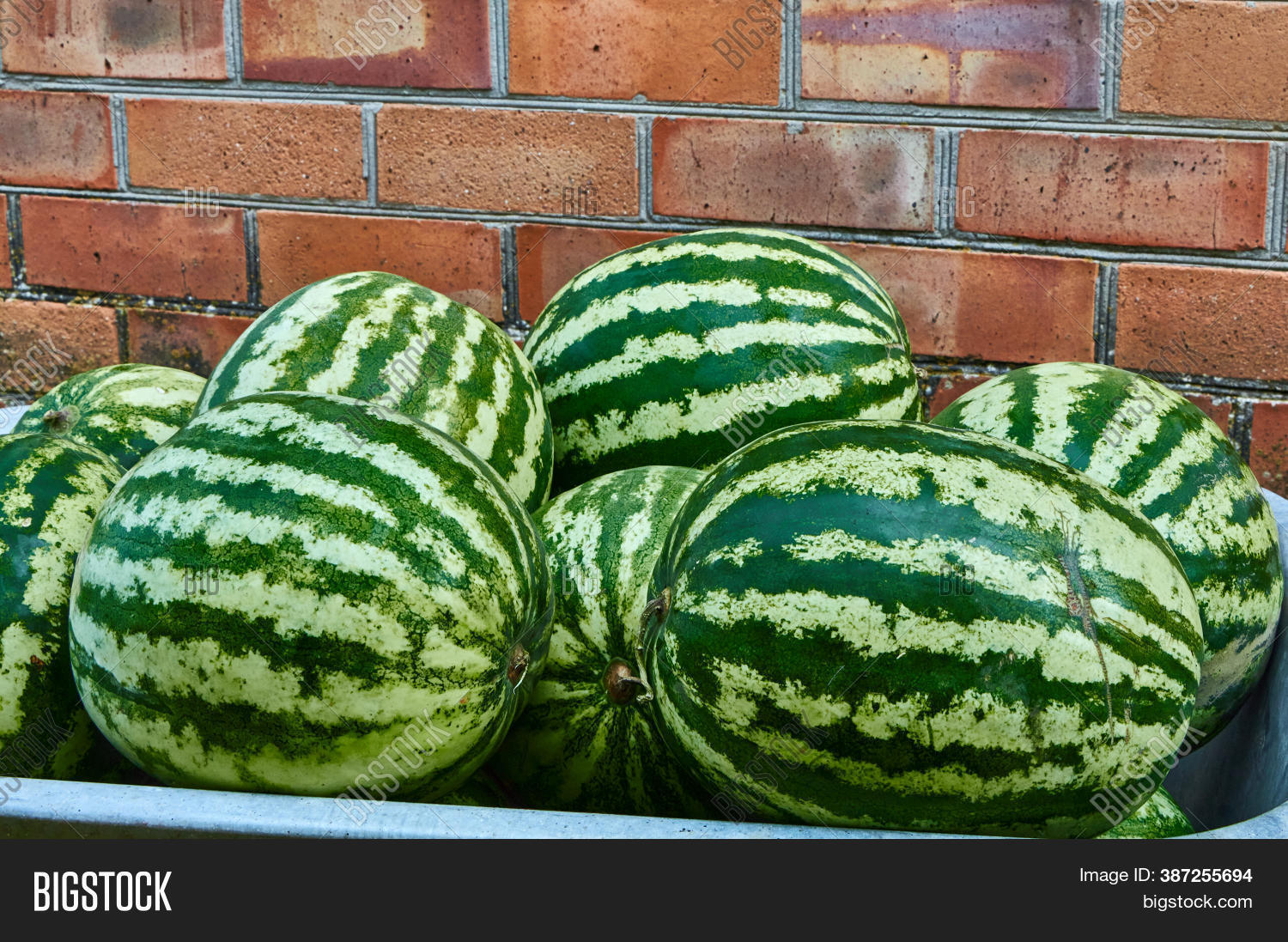 Huge Watermelons